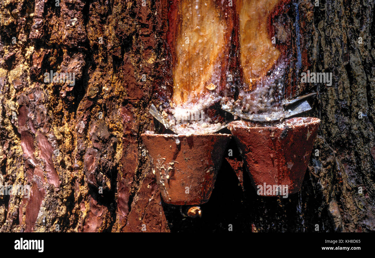 France, Landes, tree tapping, jars used to collect maritime pine resin ...
