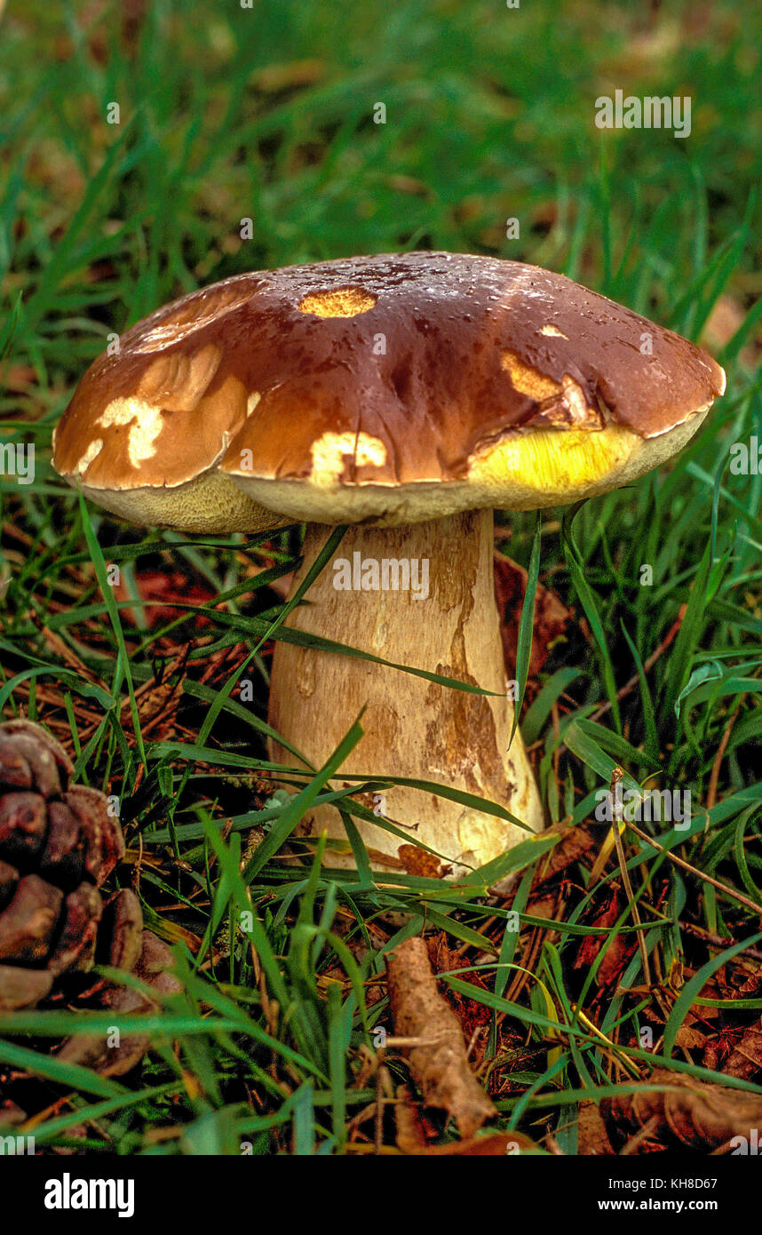 France, Gironde, Bordeaux ceps Stock Photo - Alamy