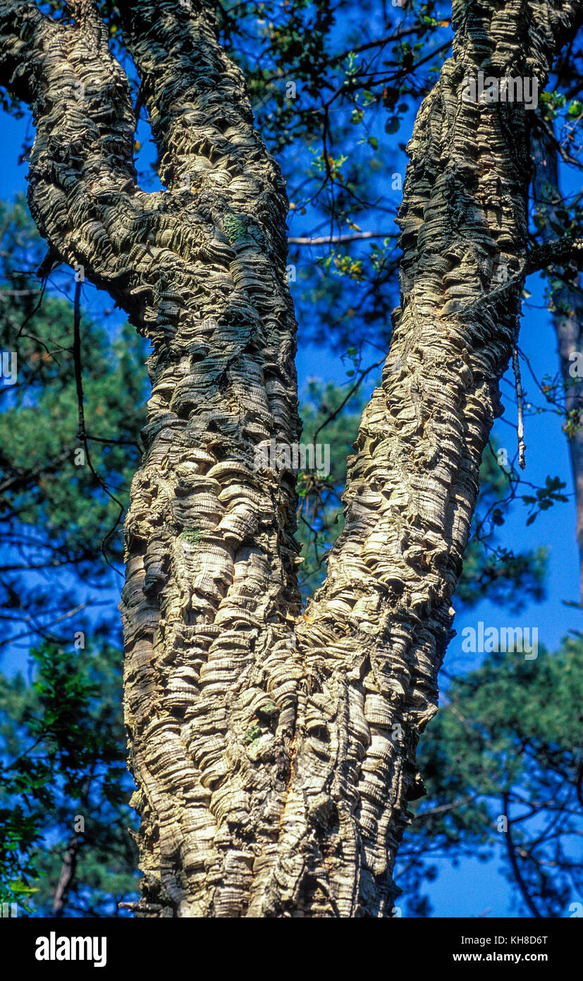Oak pine forest hi-res stock photography and images - Alamy