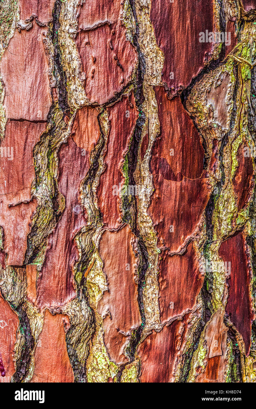 France, Landes, maritime pine bark Stock Photo - Alamy