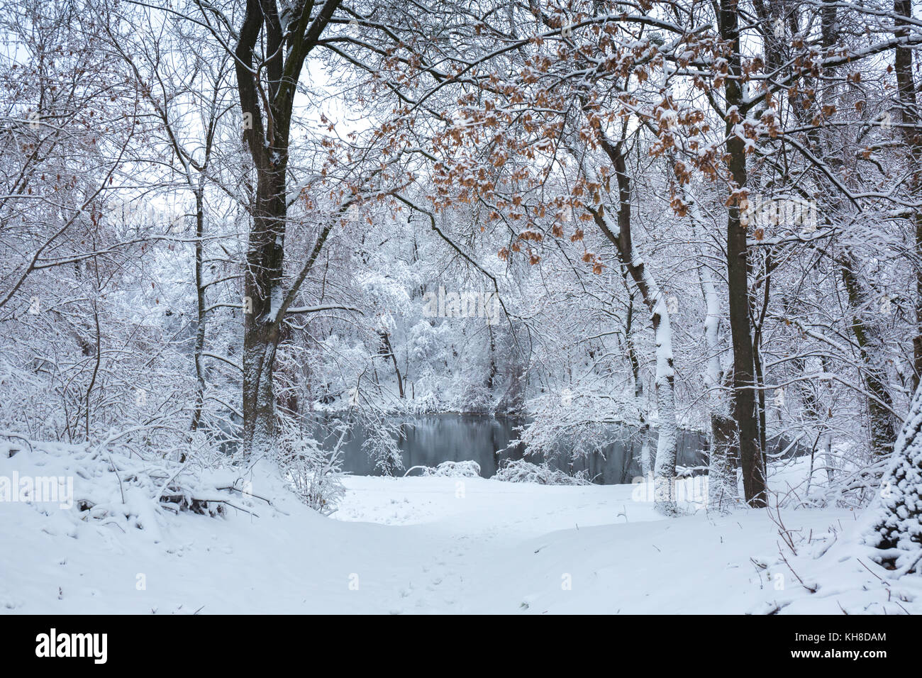 Beautiful winter snowy landscape in the park Stock Photo - Alamy