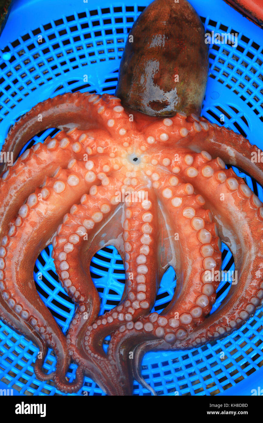 South Korea, Busan. Fish Market. Jagalchi Market. Octopus Stock Photo ...