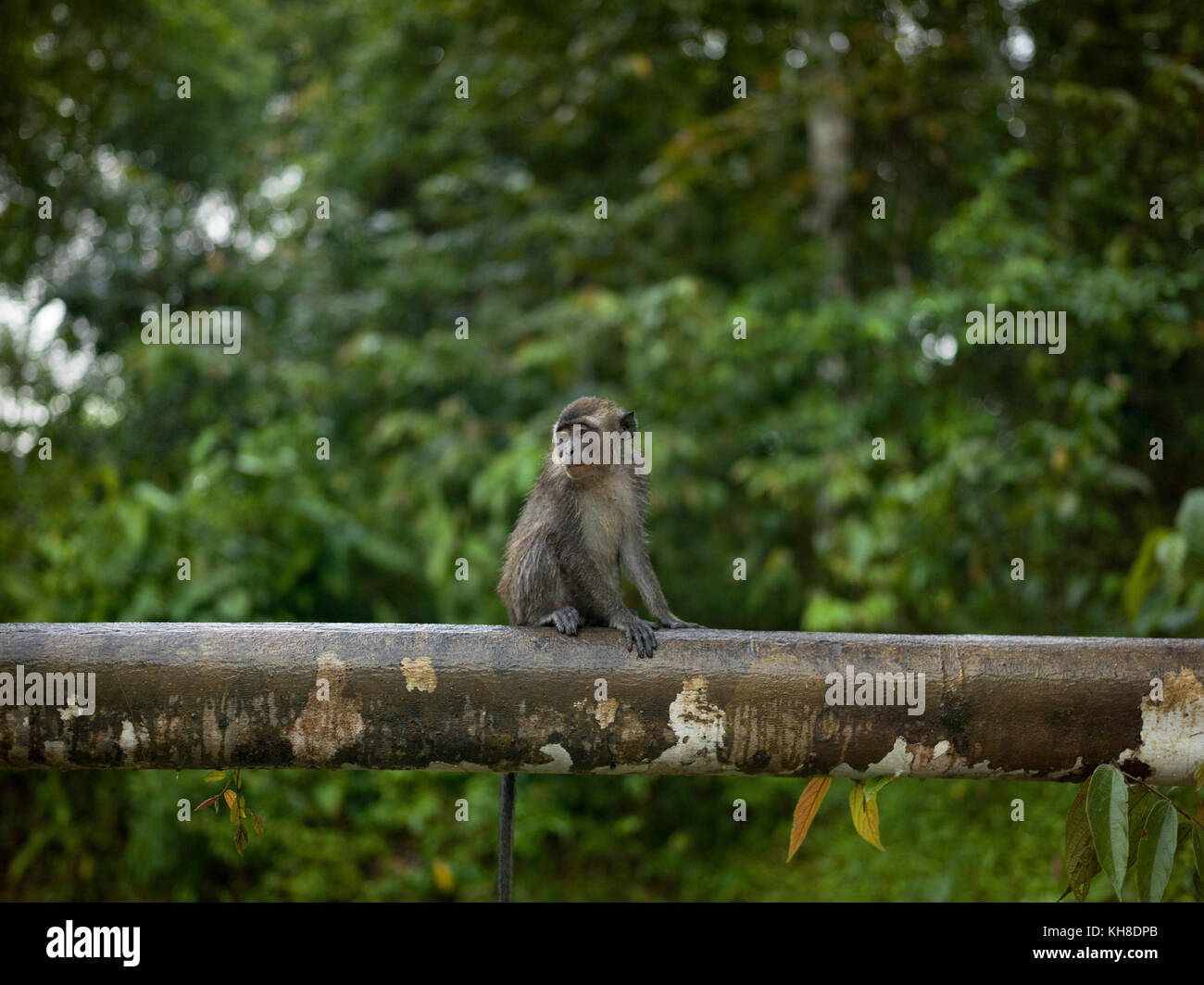 Bali, monkeys, nature park, Indonesia, islands, Indian Ocean Stock ...