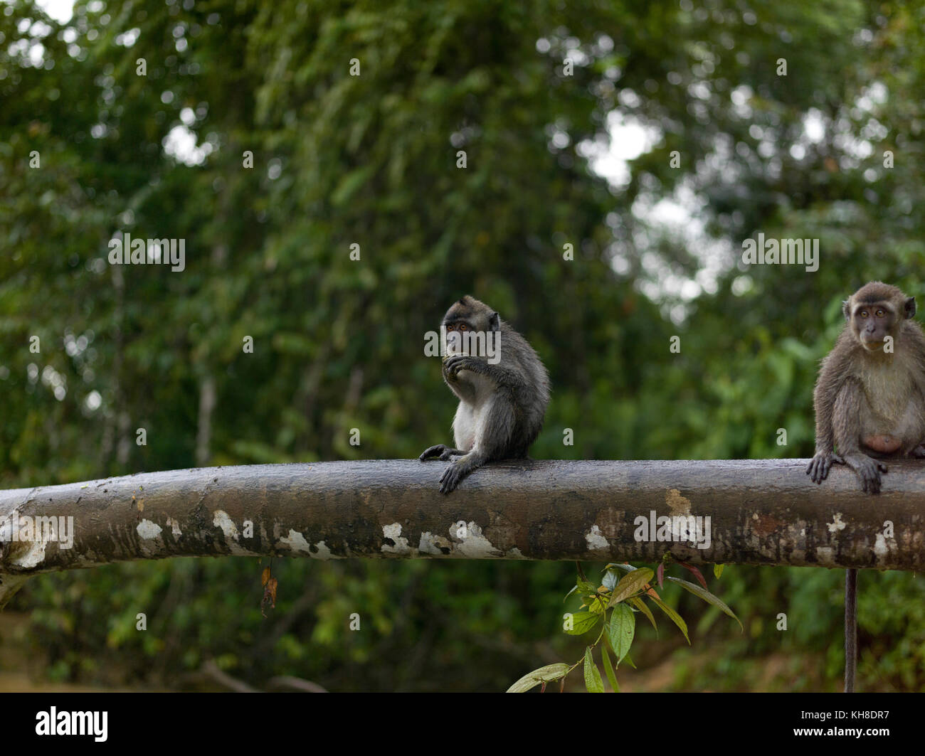 Bali, monkeys, nature park, Indonesia, islands, Indian Ocean Stock ...