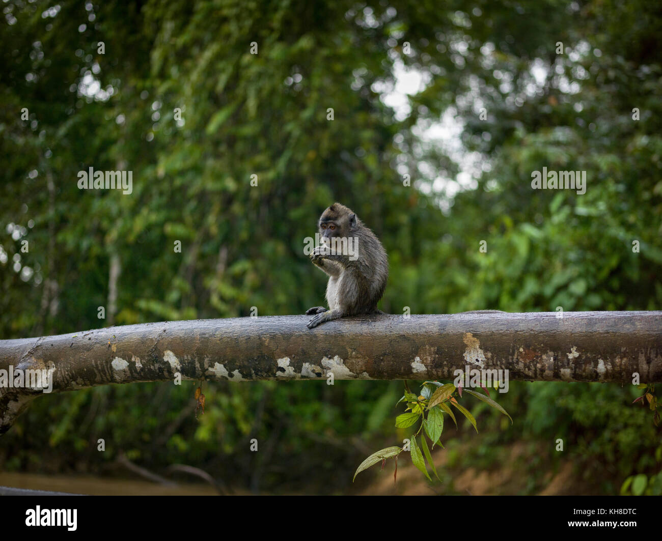 Bali, monkeys, nature park, Indonesia, islands, Indian Ocean Stock ...