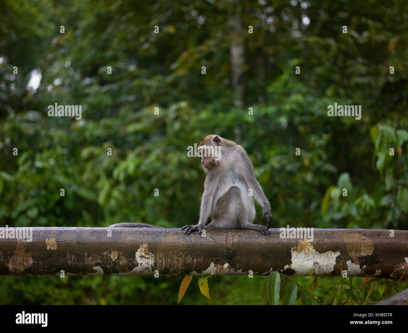 Bali, monkeys, nature park, Indonesia, islands, Indian Ocean Stock ...