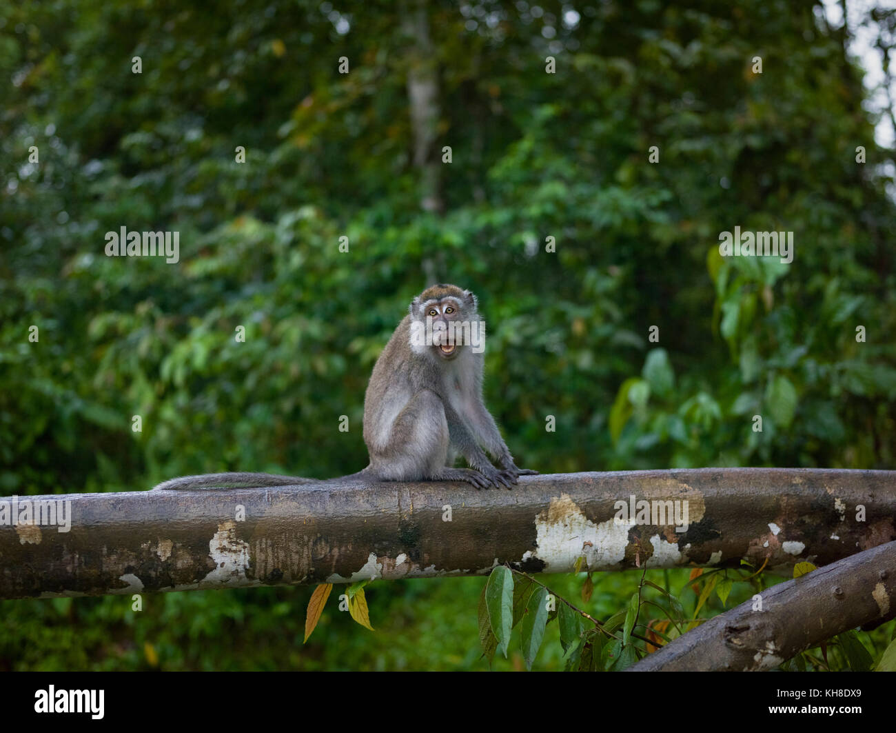 Bali, monkeys, nature park, Indonesia, islands, Indian Ocean Stock ...