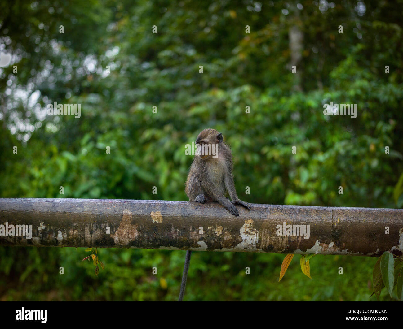 Bali, monkeys, nature park, Indonesia, islands, Indian Ocean Stock ...