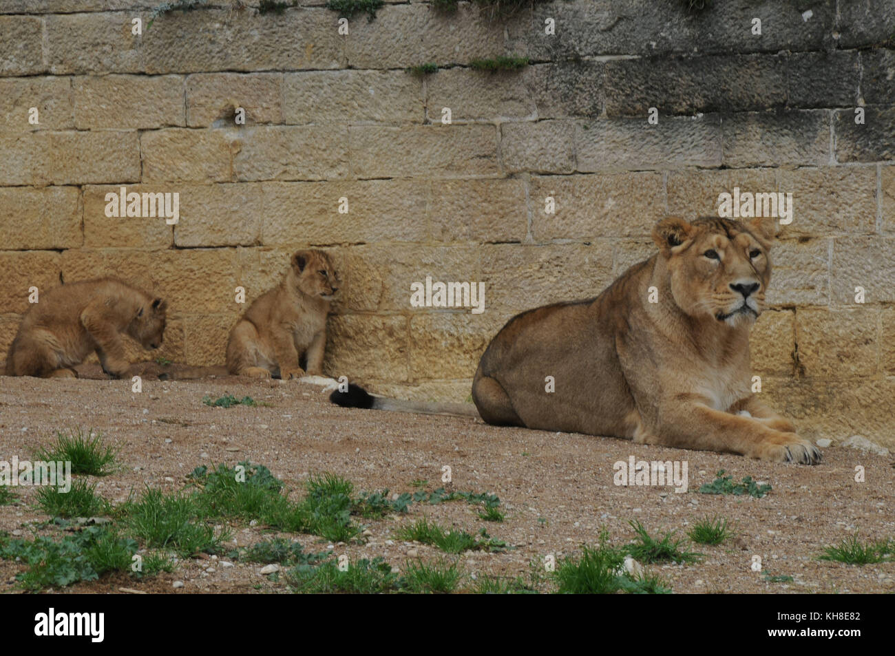 Animal, Lioness, puppies, Zoo, Panthera leo, 2014 puppies Stock Photo ...