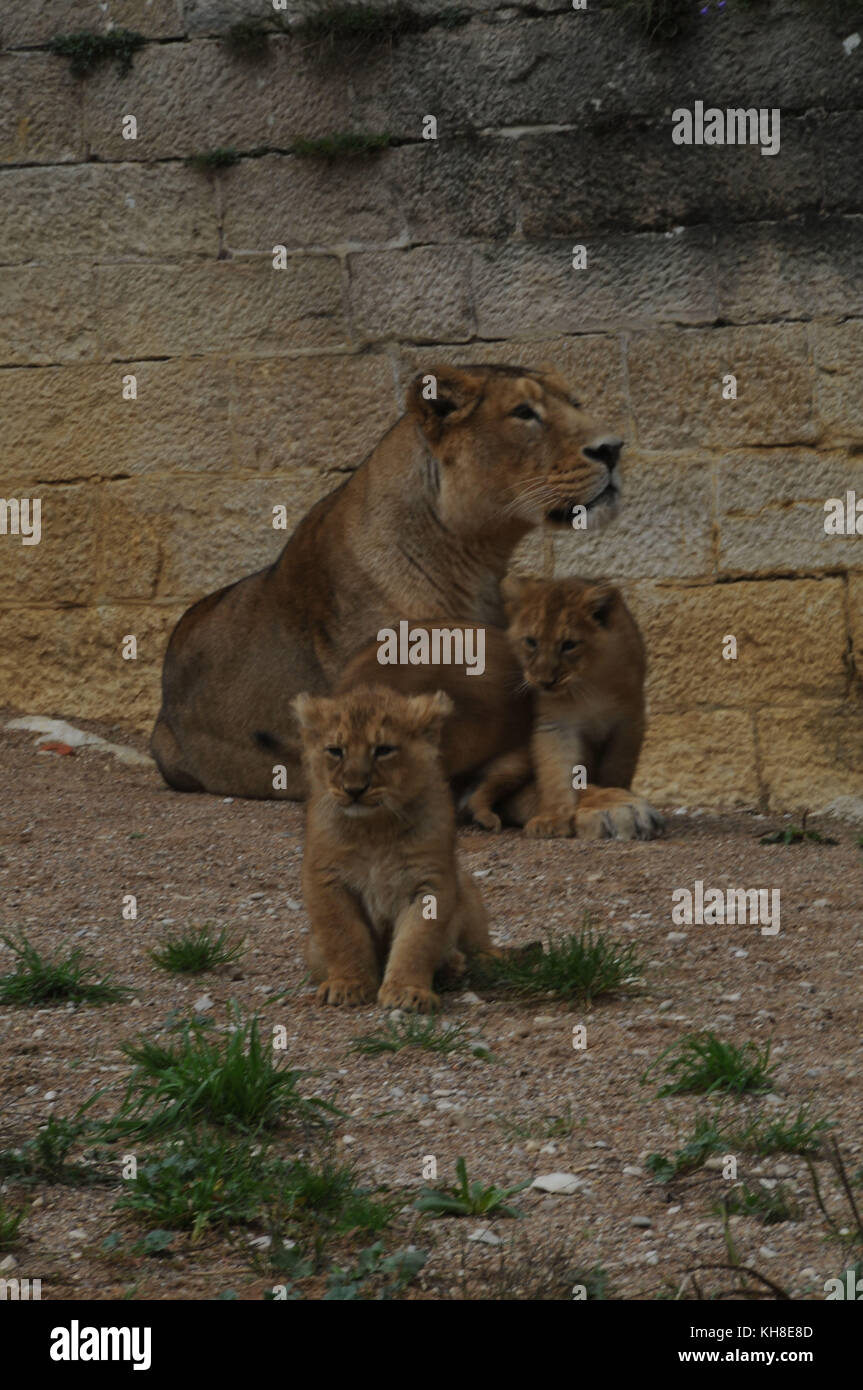 Animal, Lioness, puppies, Zoo, Panthera leo, 2014 puppies Stock Photo ...