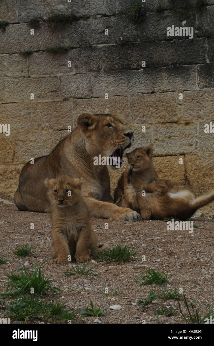 Animal, Lioness, puppies, Zoo, Panthera leo, 2014 puppies Stock Photo ...