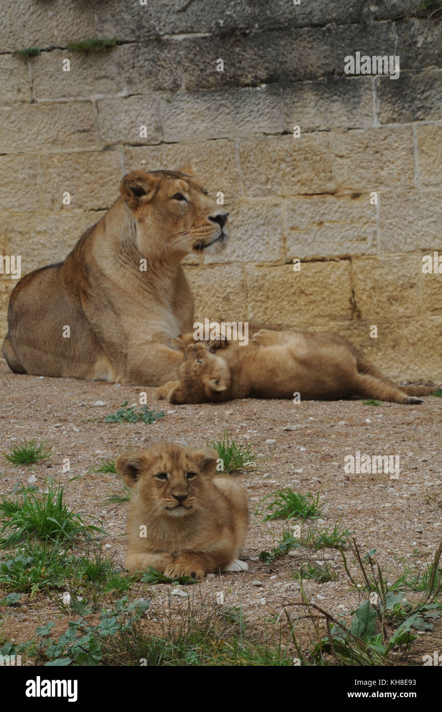 Animal, Lioness, puppies, Zoo, Panthera leo, 2014 puppies Stock Photo ...