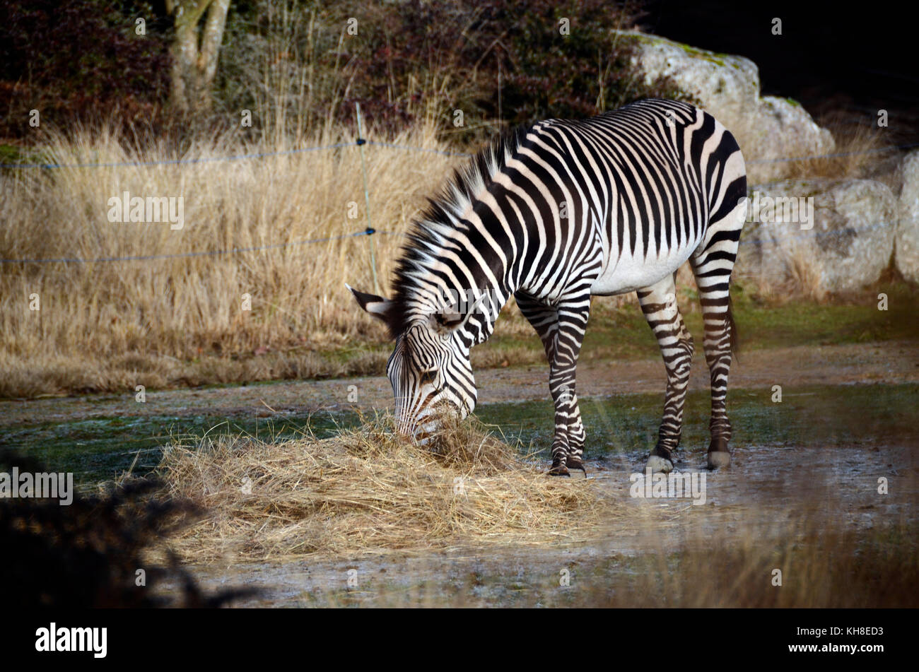 Close up of Black and white Zebra eating in zoo, France Stock Photo - Alamy