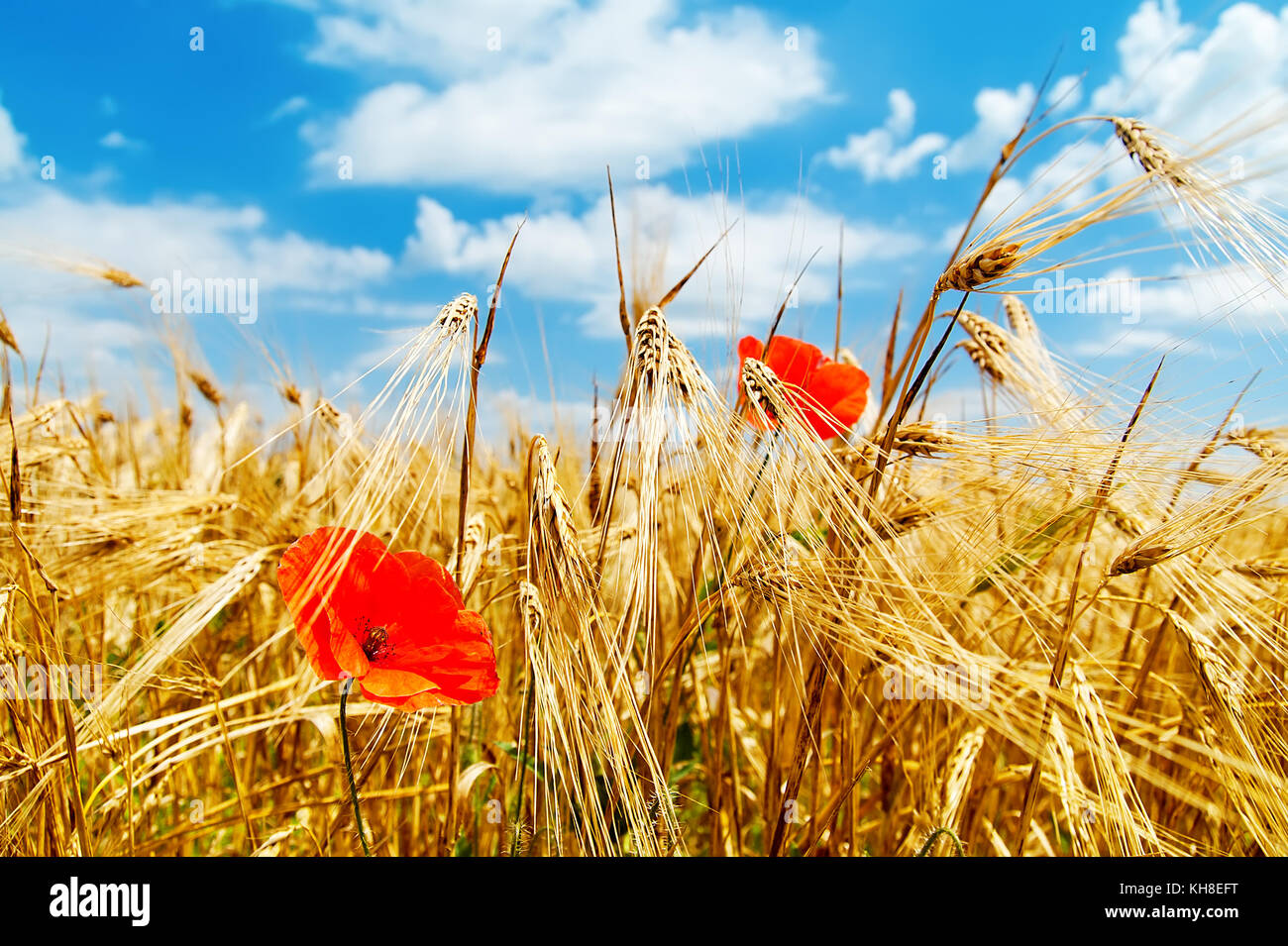 red poppy on field Stock Photo - Alamy