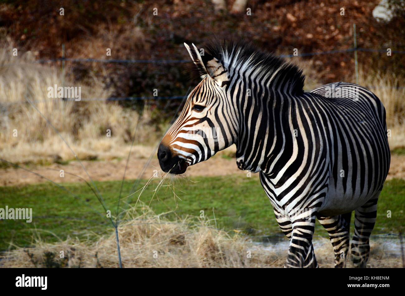 Zebra In Zoo High Resolution Stock Photography and Images - Alamy
