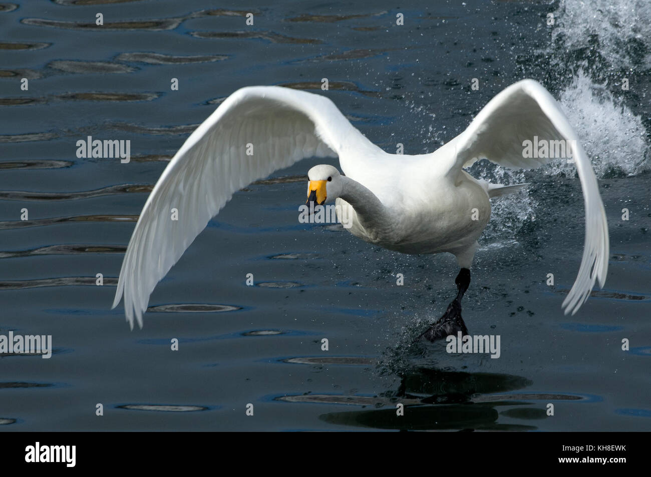 Whooper swan (Cygnus cygnus) , Japan *** Local Caption *** wildlife ...