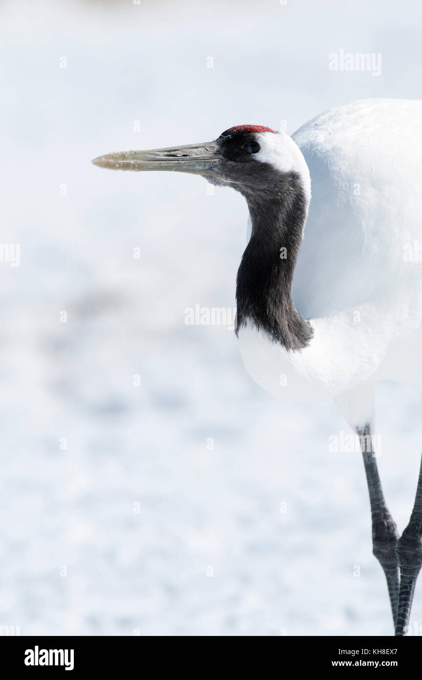 Japanese crane, Red-crowned crane (Grus japonensis), Japan *** Local ...