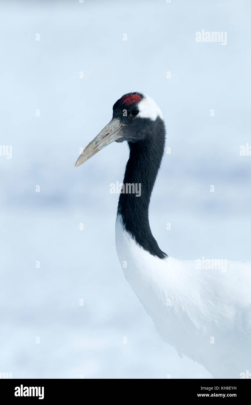 Japanese crane, Red-crowned crane (Grus japonensis), close-up, Japan ...
