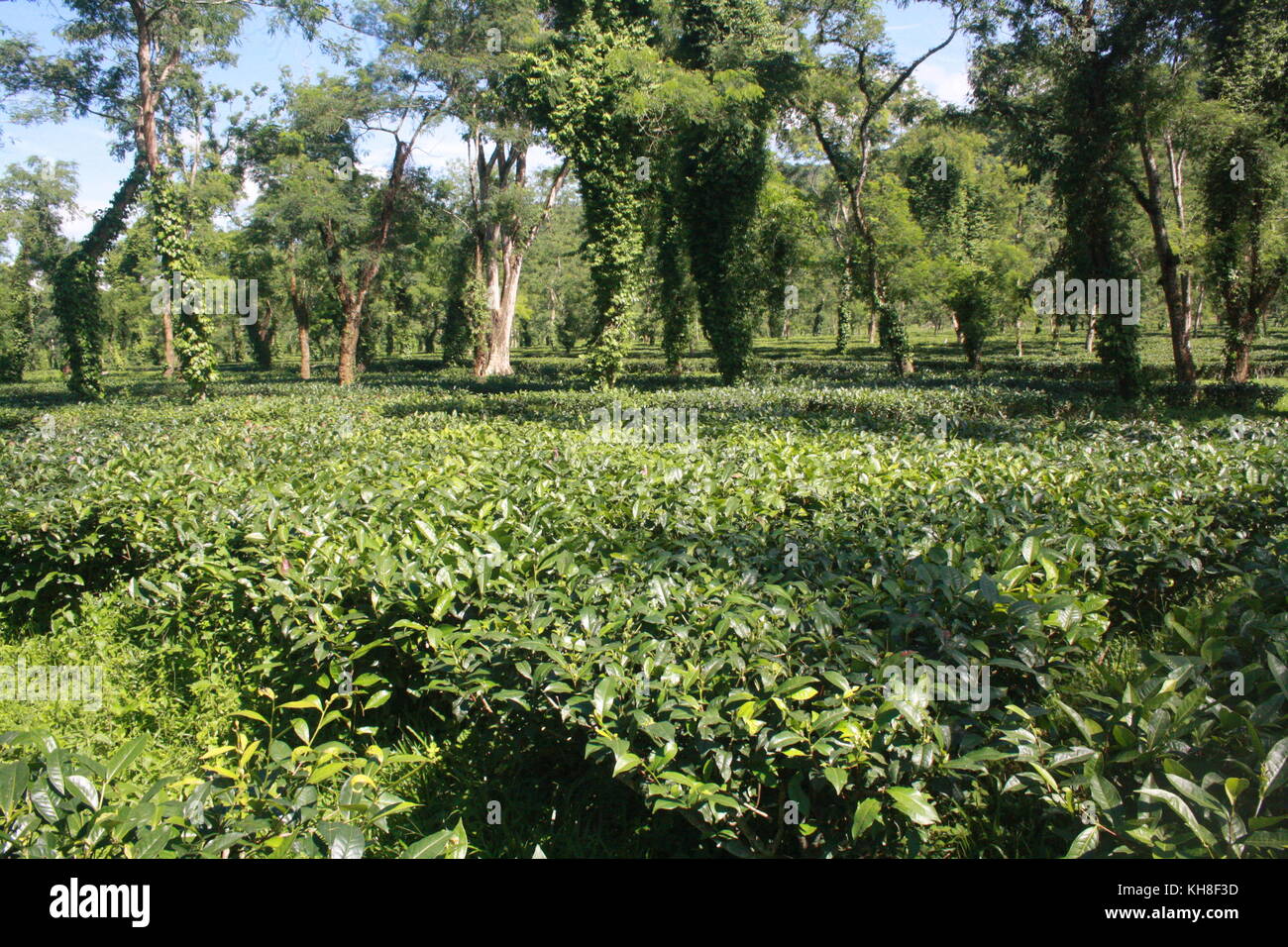 Senic scenery hi-res stock photography and images - Alamy