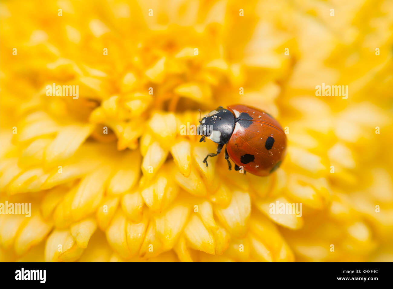 Red ladybug on a yellow flower, The Netherlands Stock Photo - Alamy