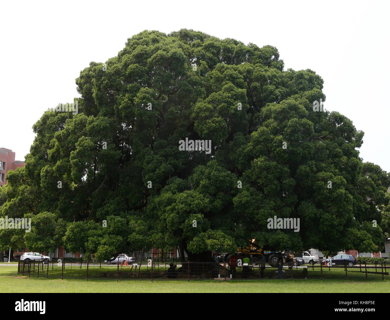 The banyan tree conversation project of NCKU, Taiwan Stock Photo - Alamy