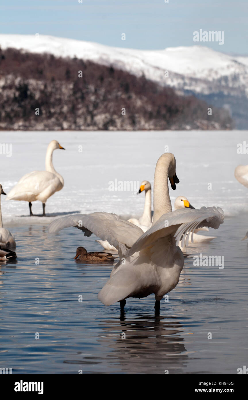 Whooper swan (Cygnus cygnus) in winter, Japan *** Local Caption ...