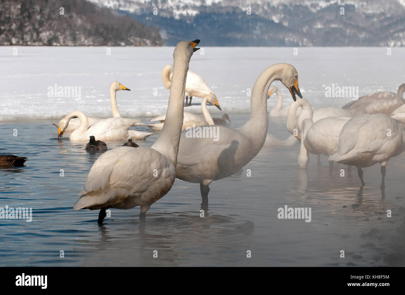 Singing swan hi-res stock photography and images - Alamy