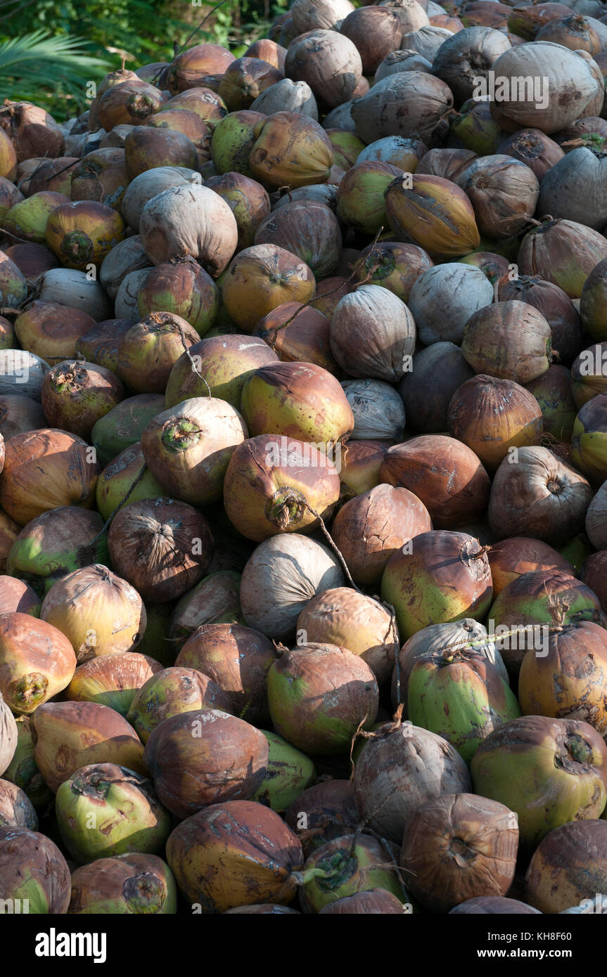 Thailand - Koh Samui - Harverst of coconuts for oil (Cocos nucifera ...