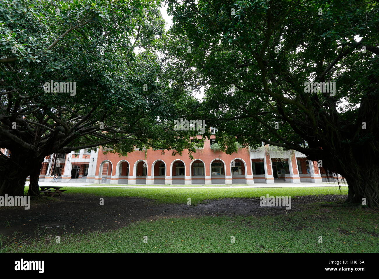 The banyan tree conversation project of NCKU, Taiwan Stock Photo - Alamy