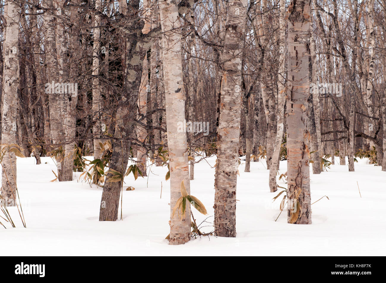 Birch trees snow hi-res stock photography and images - Alamy
