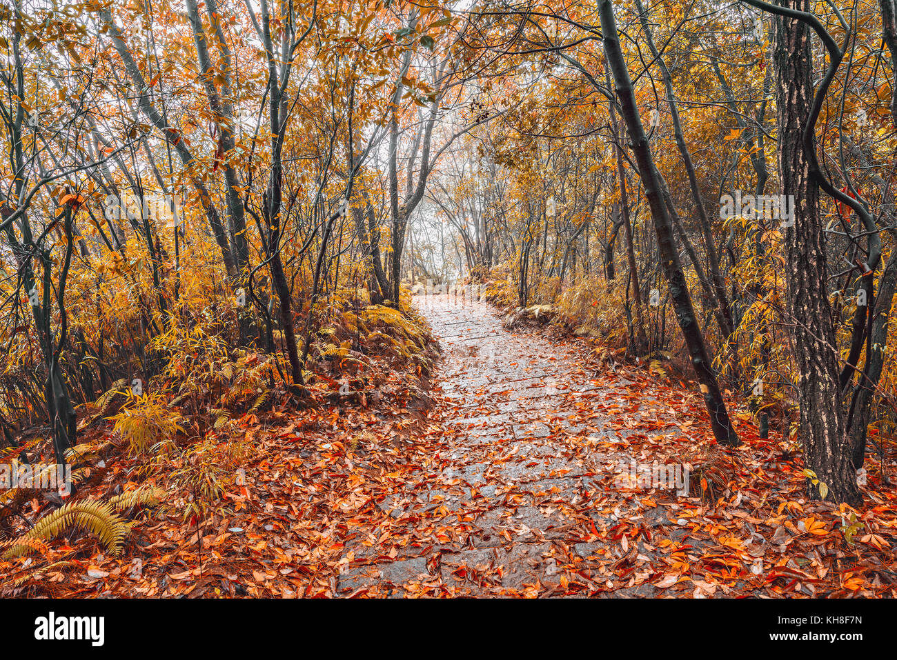Wet stone path in Zhangjiajie Forest Park at rainy autumn day time ...