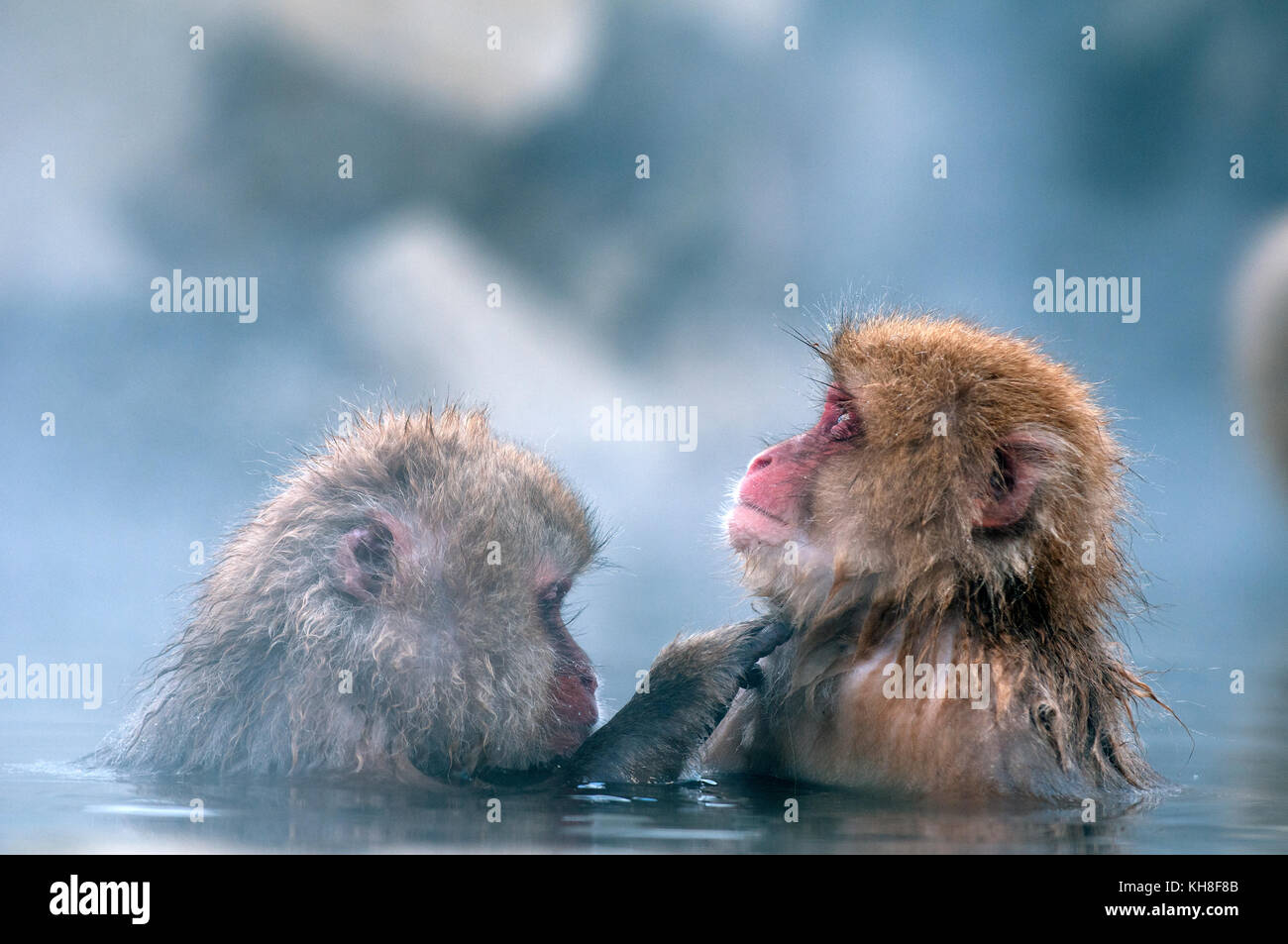 Japanese macaque or snow japanese monkey in onsen (Macaca fuscata ...