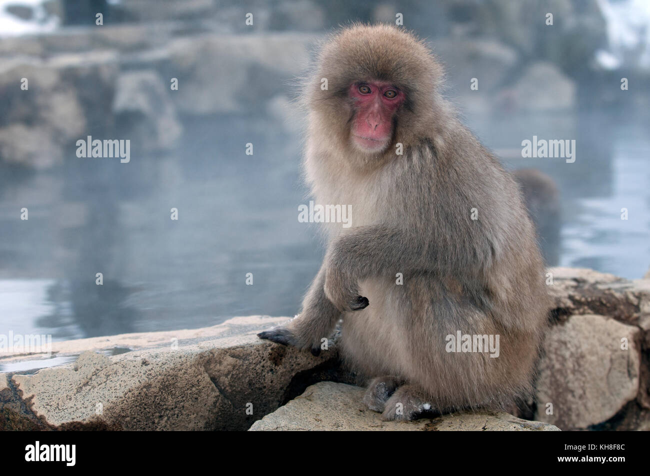 Japanese macaque or snow japanese monkey (Macaca fuscata),Japan ...