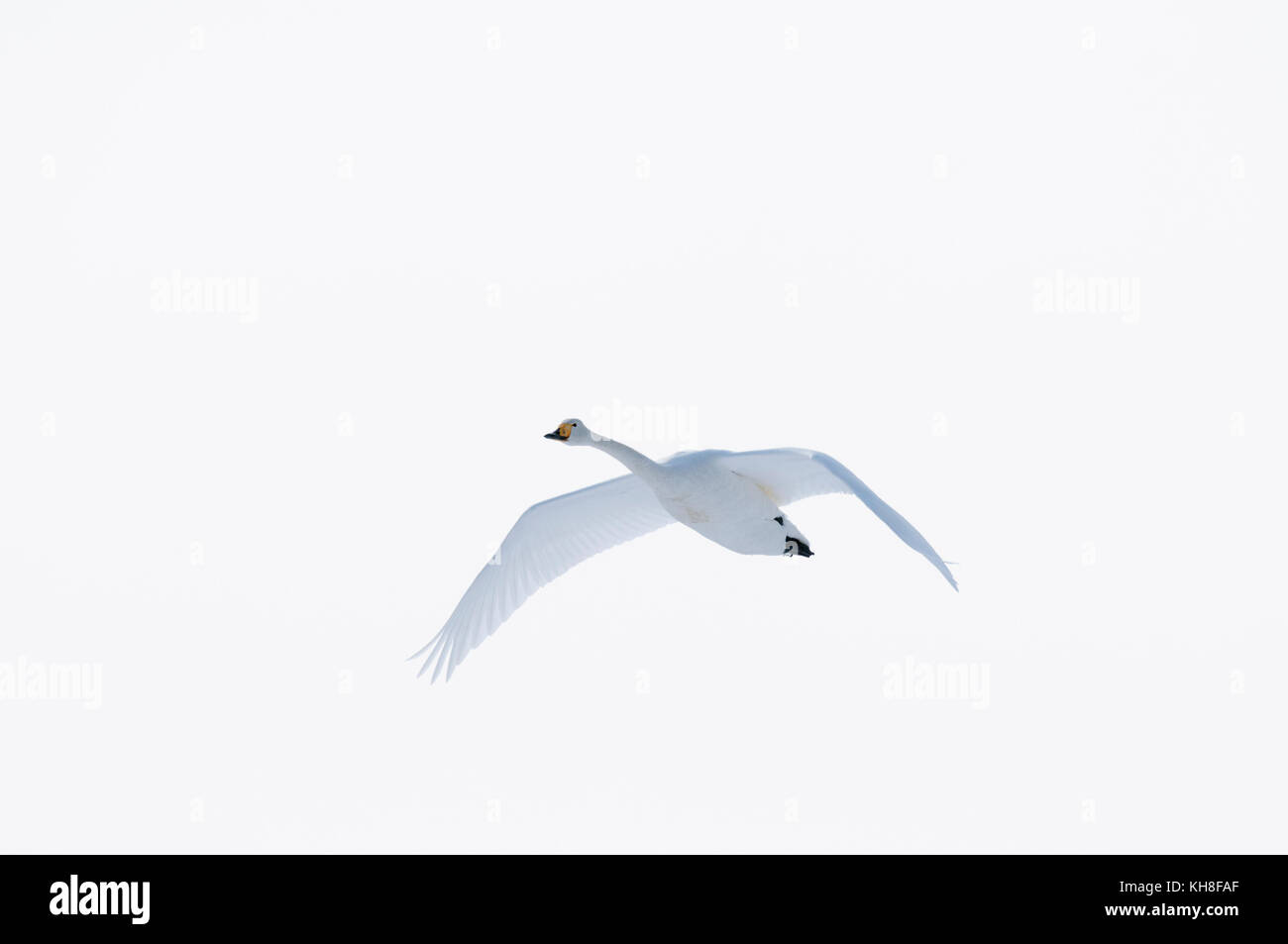 Whooper swan flying (Cygnus cygnus), Japan *** Local Caption ...