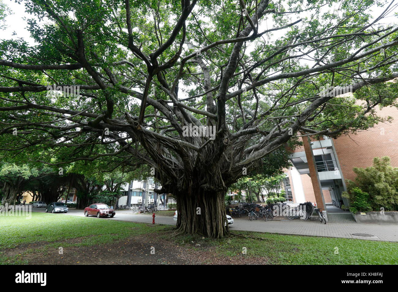 The banyan tree conversation project of NCKU, Taiwan Stock Photo - Alamy