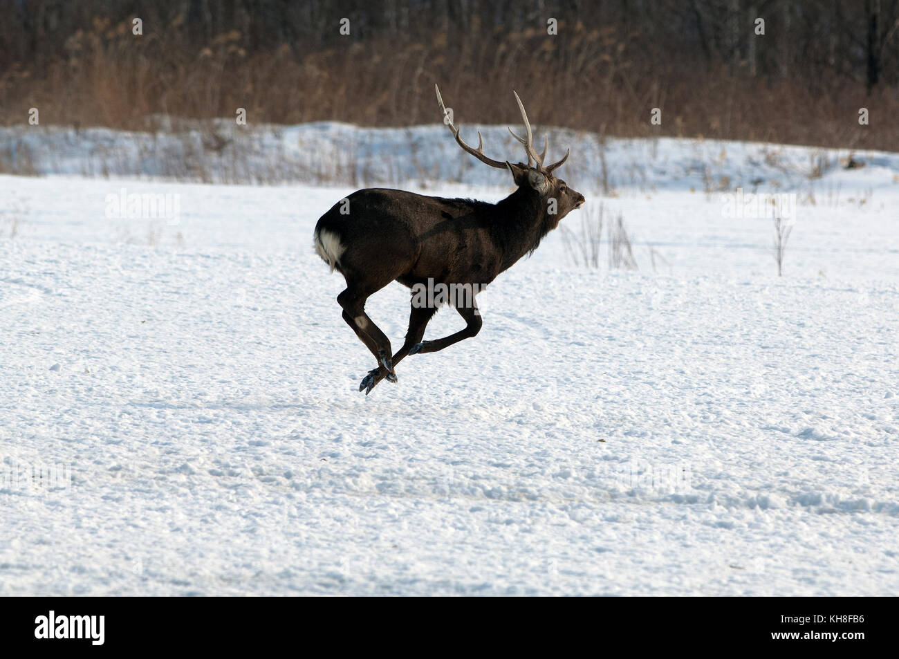 Sika deer running in winter (Cervus nippon), Japan *** Local Caption ...