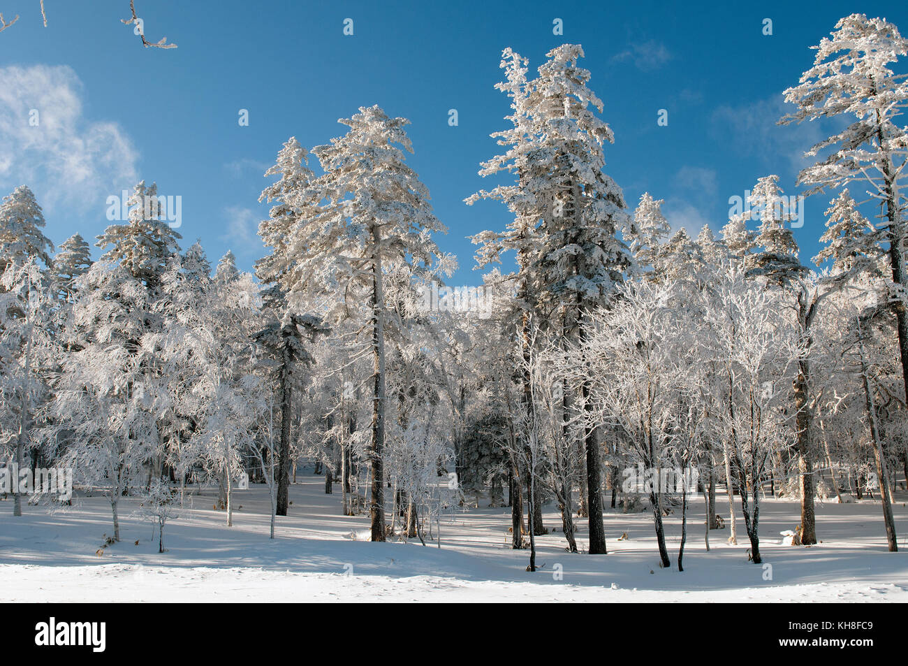 Landscape in winter of Hokkaido, Japan *** Local Caption *** landscape ...