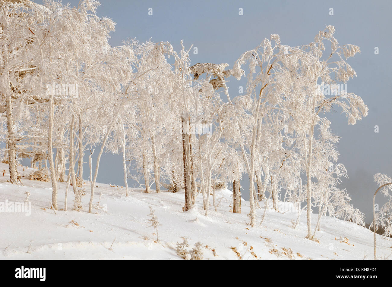 Landscape in winter, Hokkaido, Japan *** Local Caption *** snow,cold ...