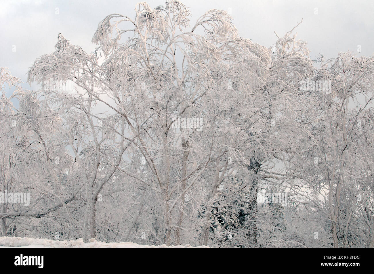 Landscape in winter, Hokkaido, Japan *** Local Caption *** snow,cold ...