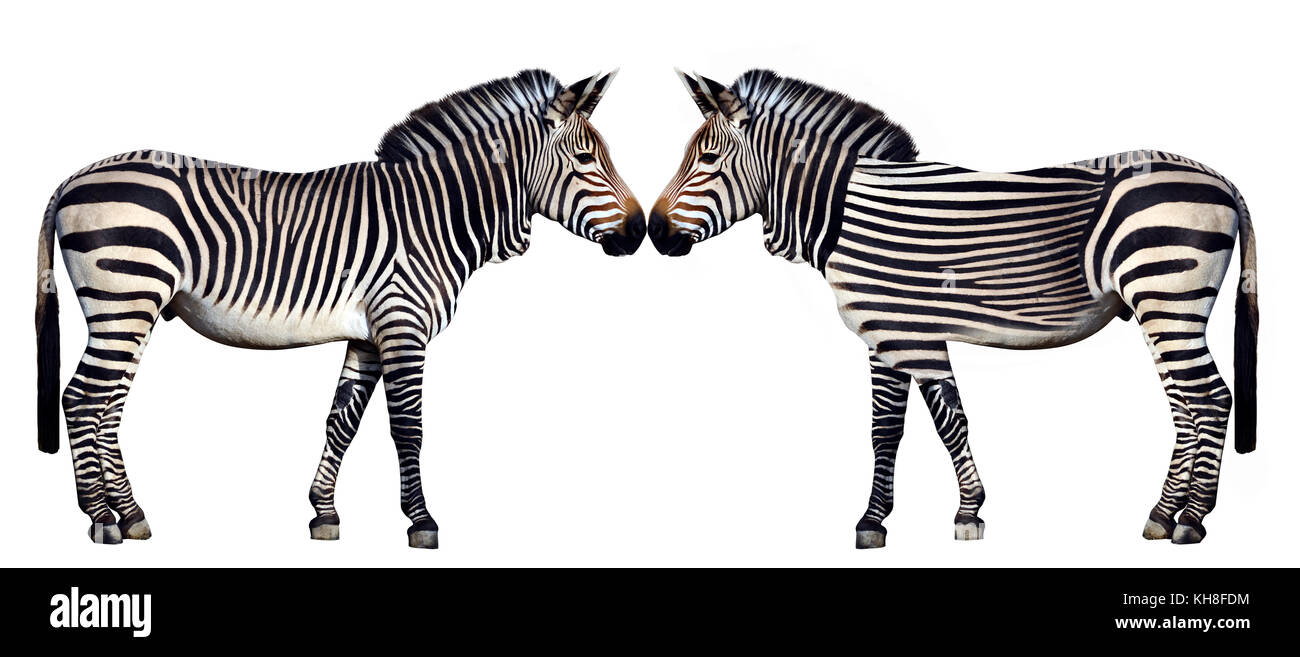Zebra, mirror with horizontal stripes, isolated on white background ...