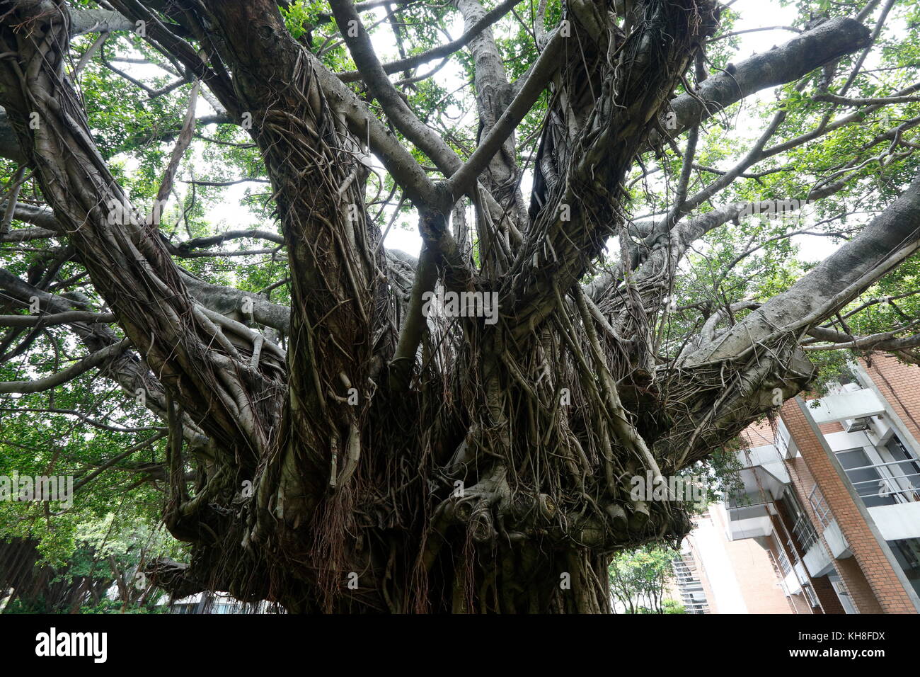 The banyan tree conversation project of NCKU, Taiwan Stock Photo - Alamy
