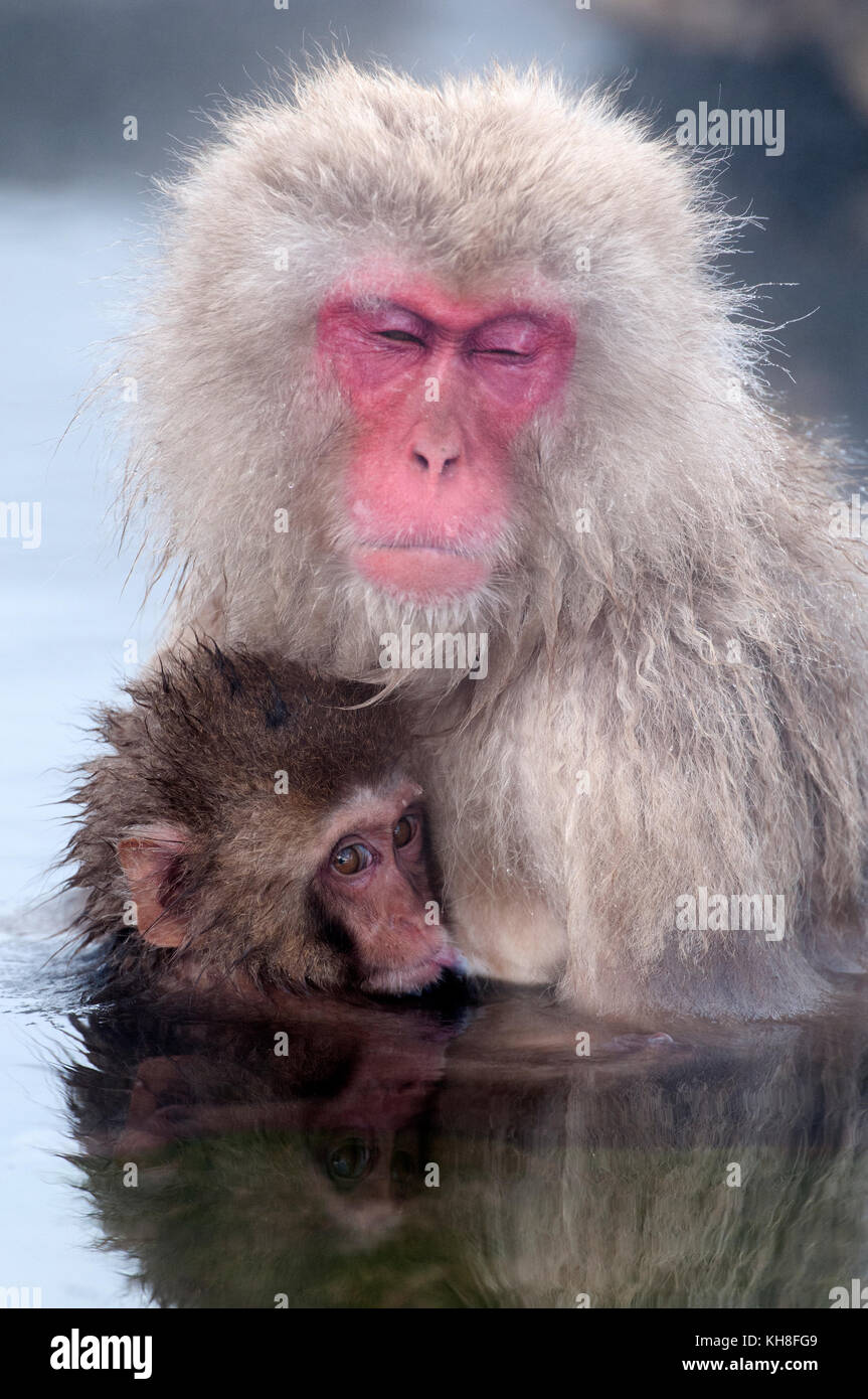 Japanese macaque or snow japanese monkey, baby and mom (milking) in ...