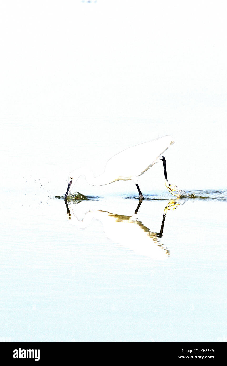 Little Egret fishing (Egretta garzetta) *** Local Caption *** vertical ...