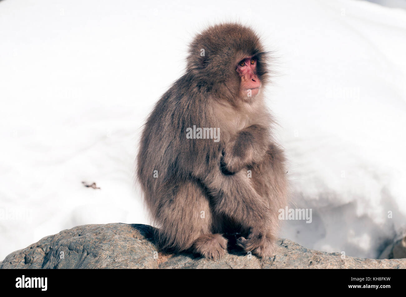 Japanese macaque or snow japanese monkey (Macaca fuscata), Japan ...