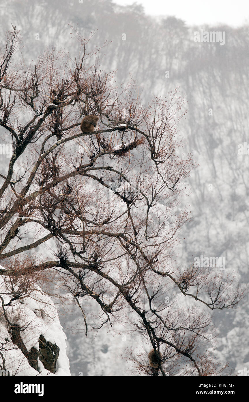 Japanese macaque or snow japanese monkey in a tree (Macaca fuscata ...