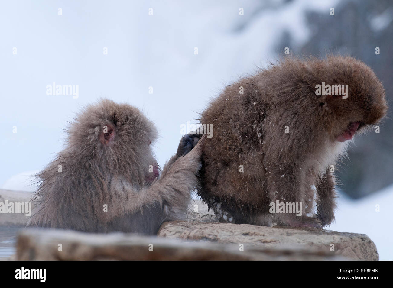 Japanese macaque or snow japanese monkey, baby and mom in onsen (Macaca ...