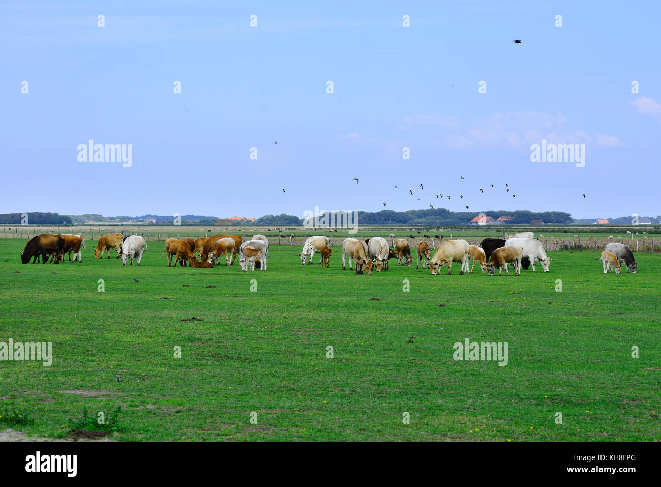grassland with cows Texel, The Netherlands Stock Photo - Alamy