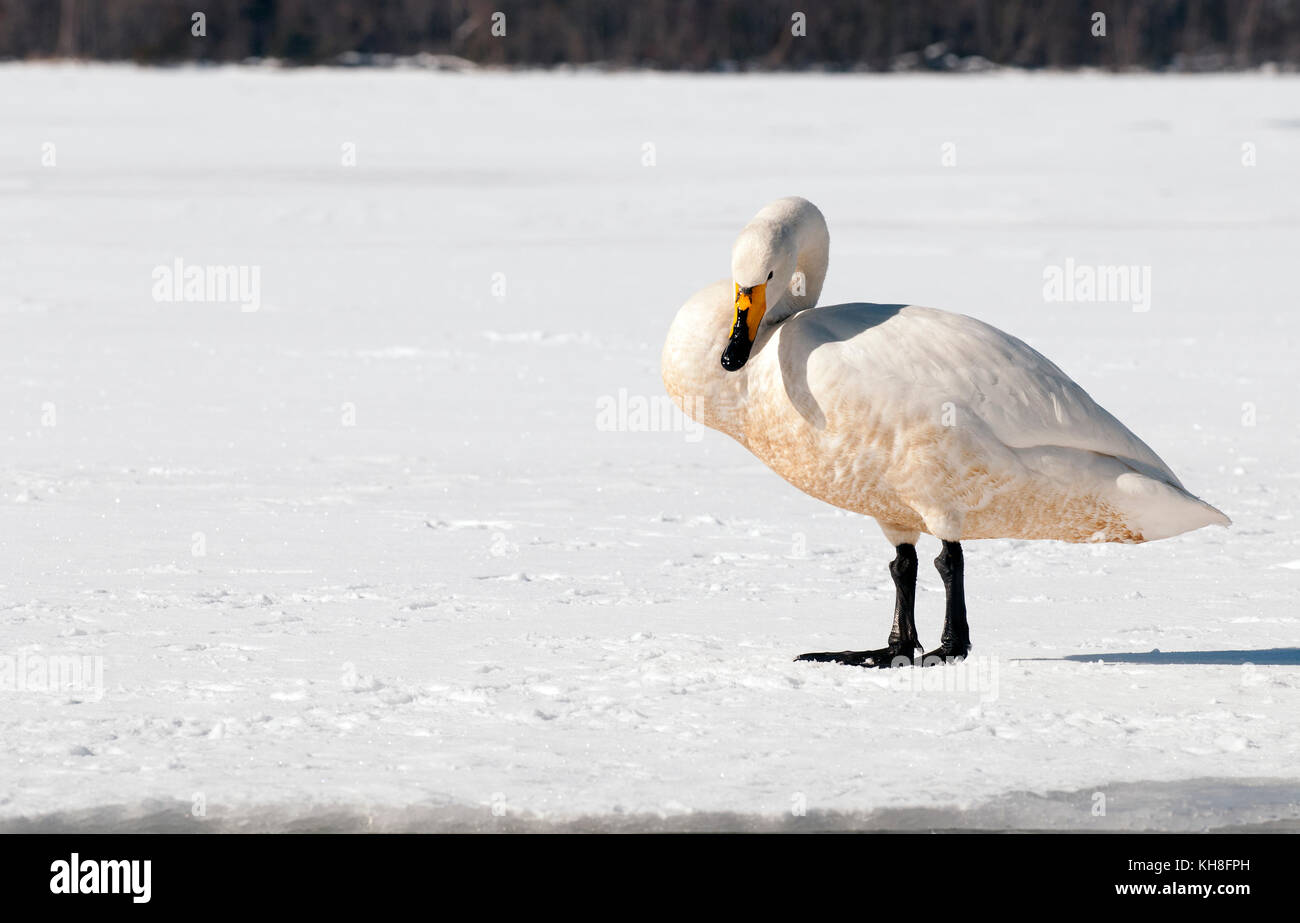 Whooper swan (Cygnus cygnus), Japan *** Local Caption *** wildlife ...
