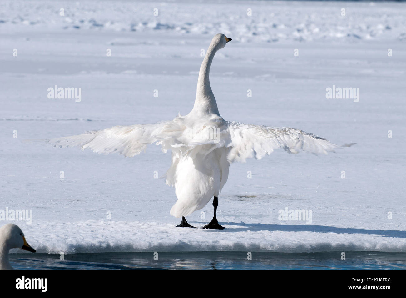 Whooper swan (Cygnus cygnus), Japan *** Local Caption *** wildlife,wild ...
