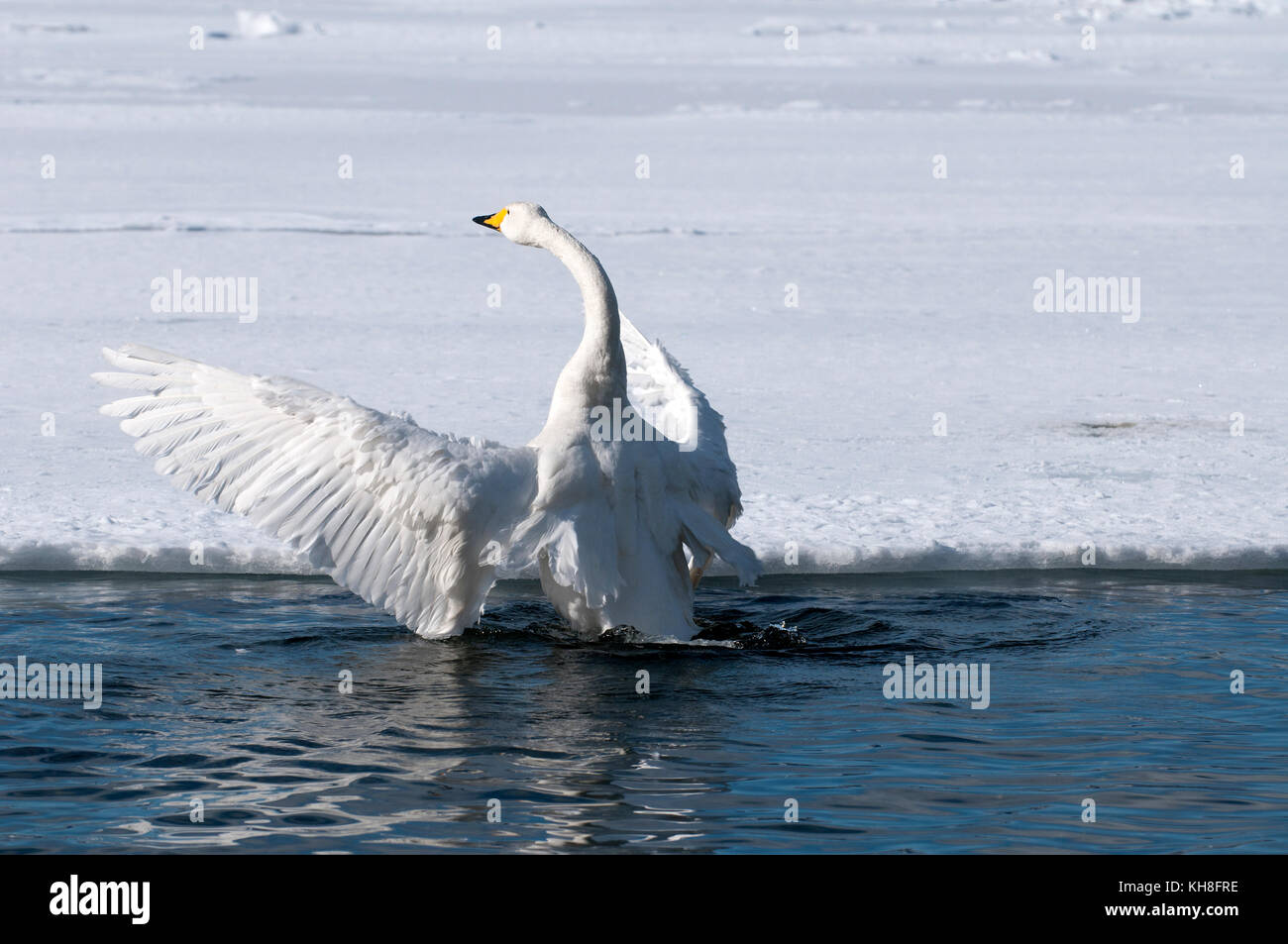 Whooper swan (Cygnus cygnus), Japan *** Local Caption *** wildlife,wild ...